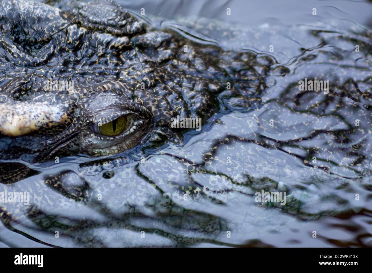 Alligator emerging from the water, eyes alert, in a natural and calm ...