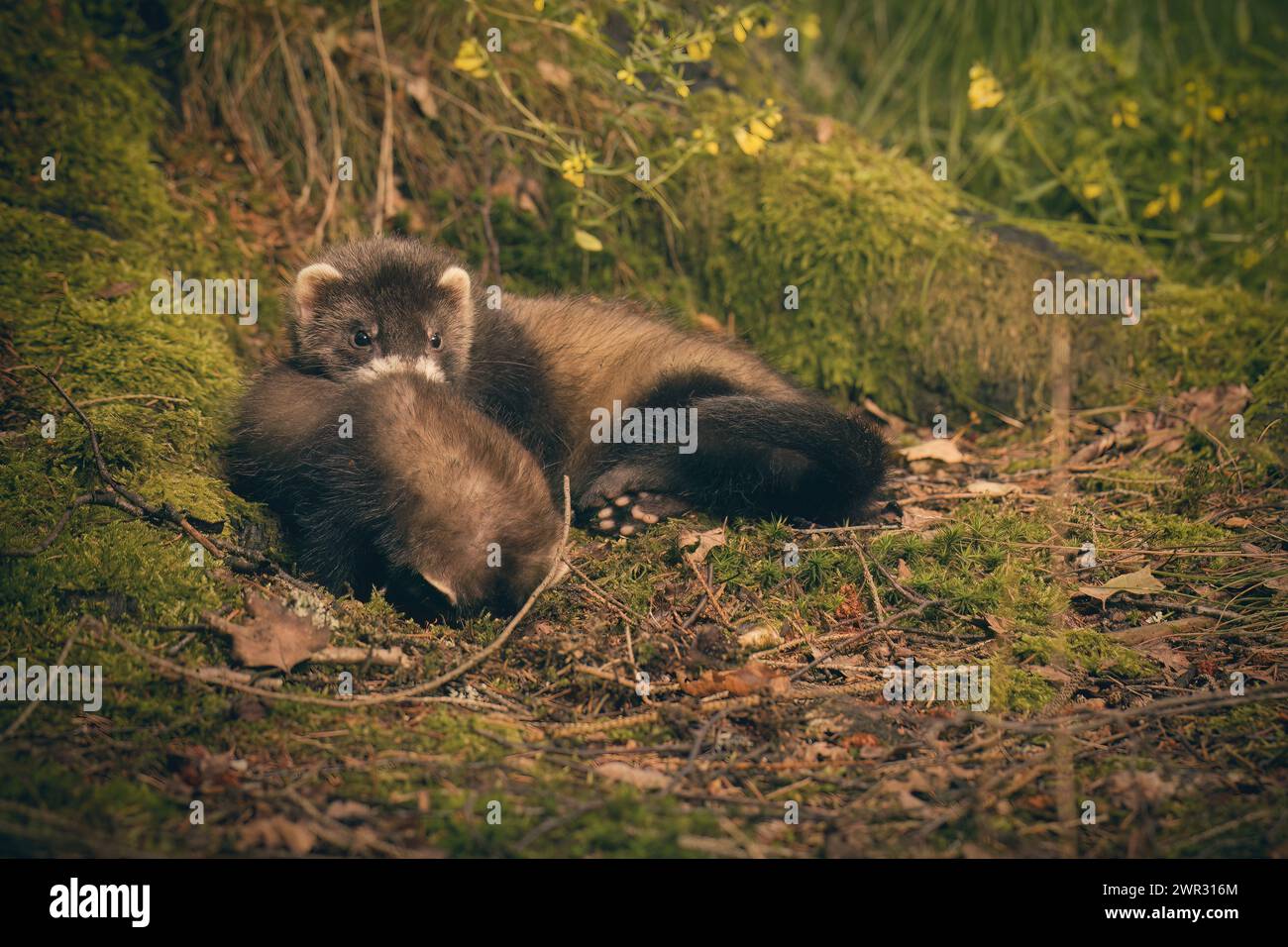 Ferret baby fighting with sibling in summer forest on moss Stock Photo ...