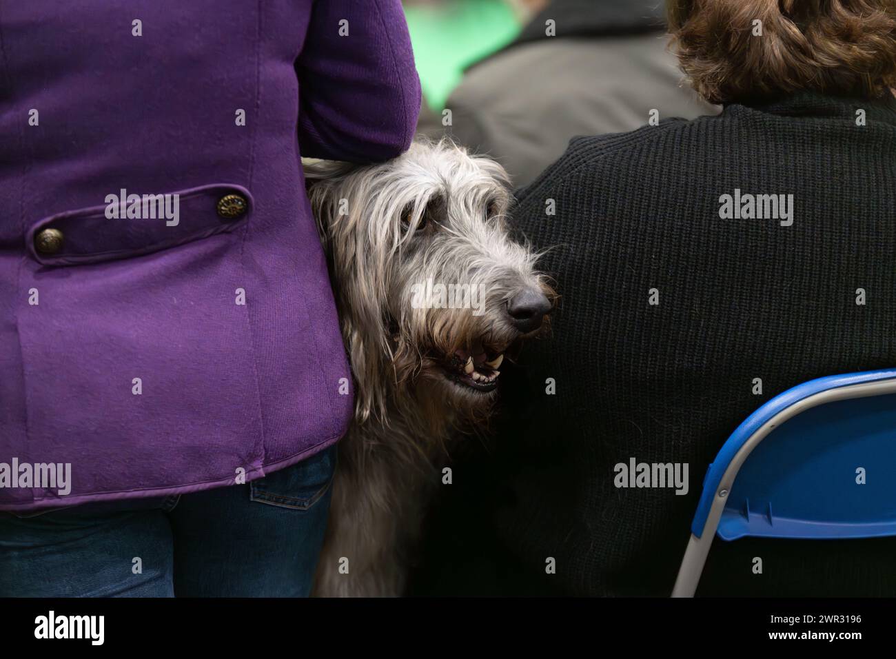 Crufts 2024 Irish Wolfhound Peeping By The Ringside Credit: victoria ...
