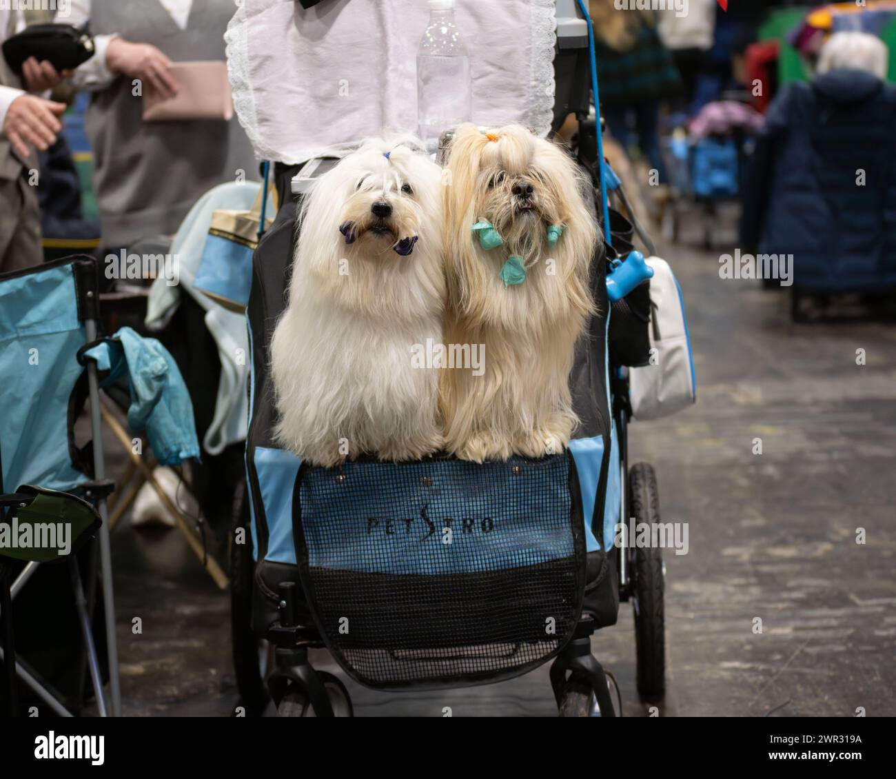 Dogs being pushed in trolley at crufts hi-res stock photography and images - Alamy