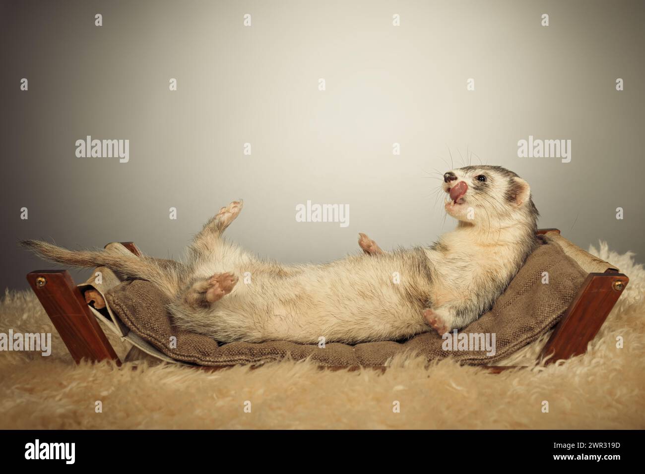 Ferret laying on back indoor posing for portrait in studio Stock Photo ...
