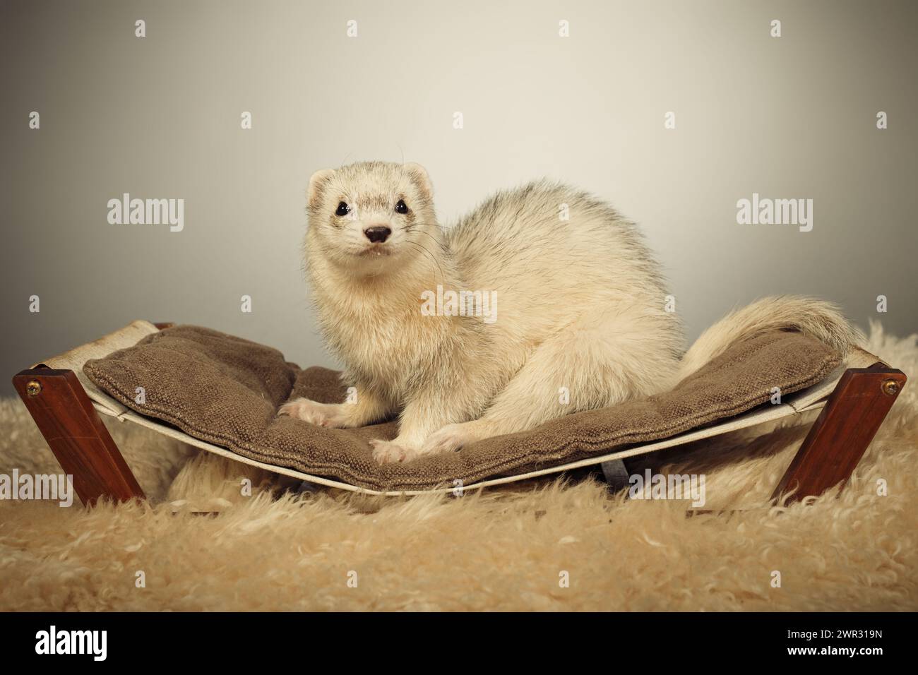 Light fur ferret laying on back indoor posing for portrait in studio ...