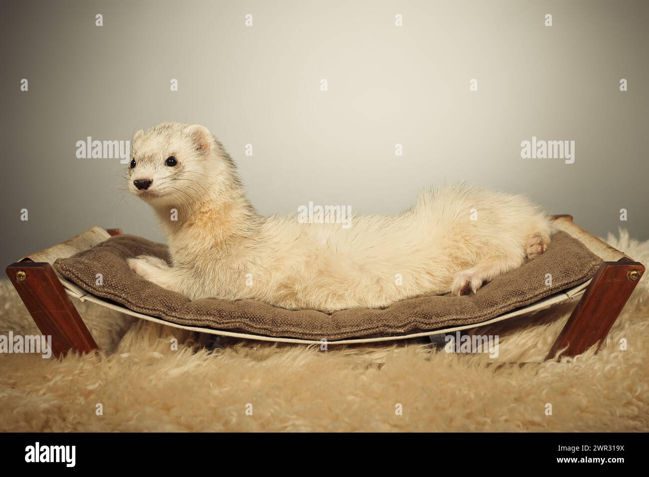 Light fur ferret laying on back indoor posing for portrait in studio ...