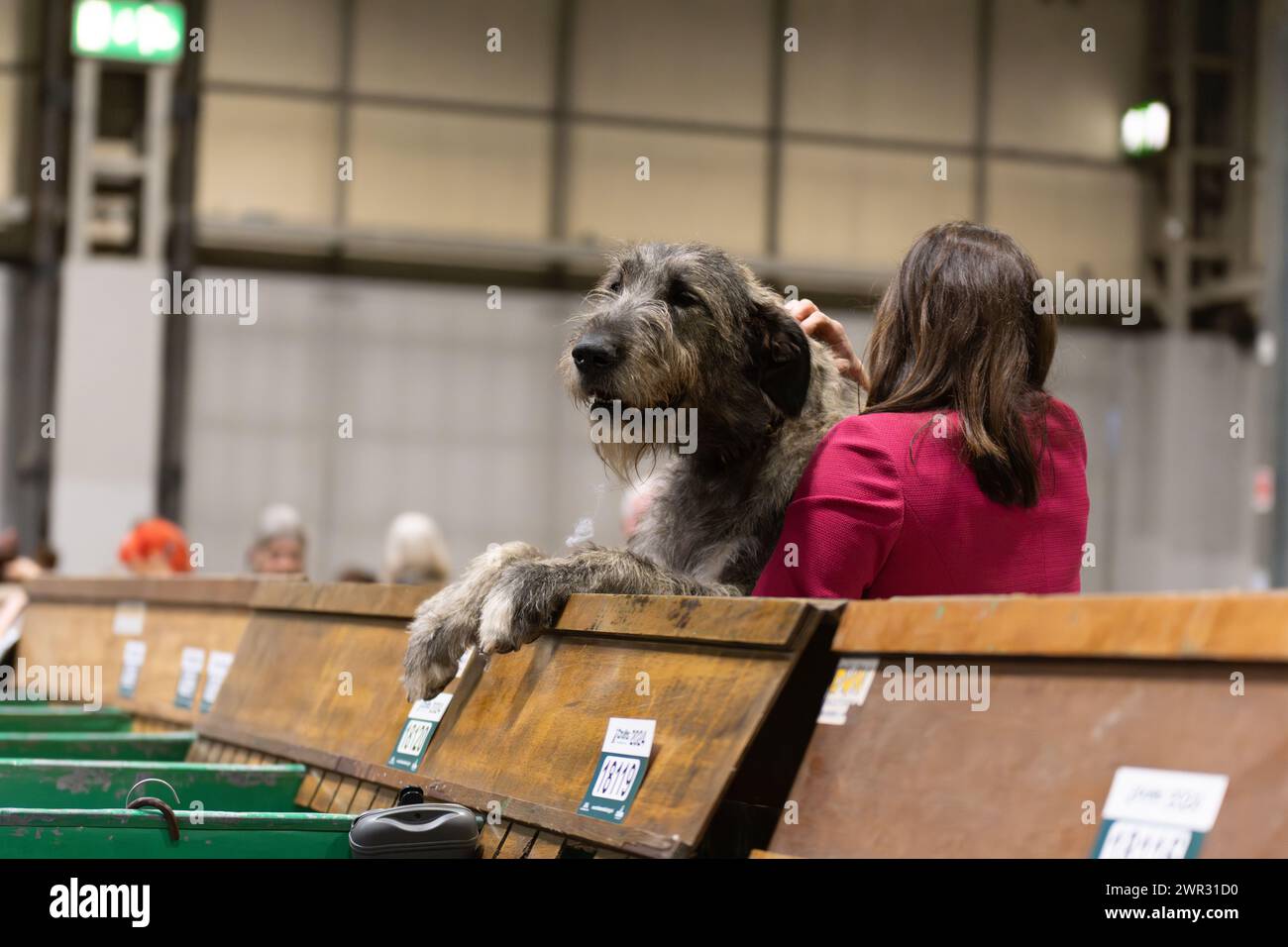 Crufts 2024 Irish Wolfhound Cuddle Hug Funny Photo Credit: victoria ...