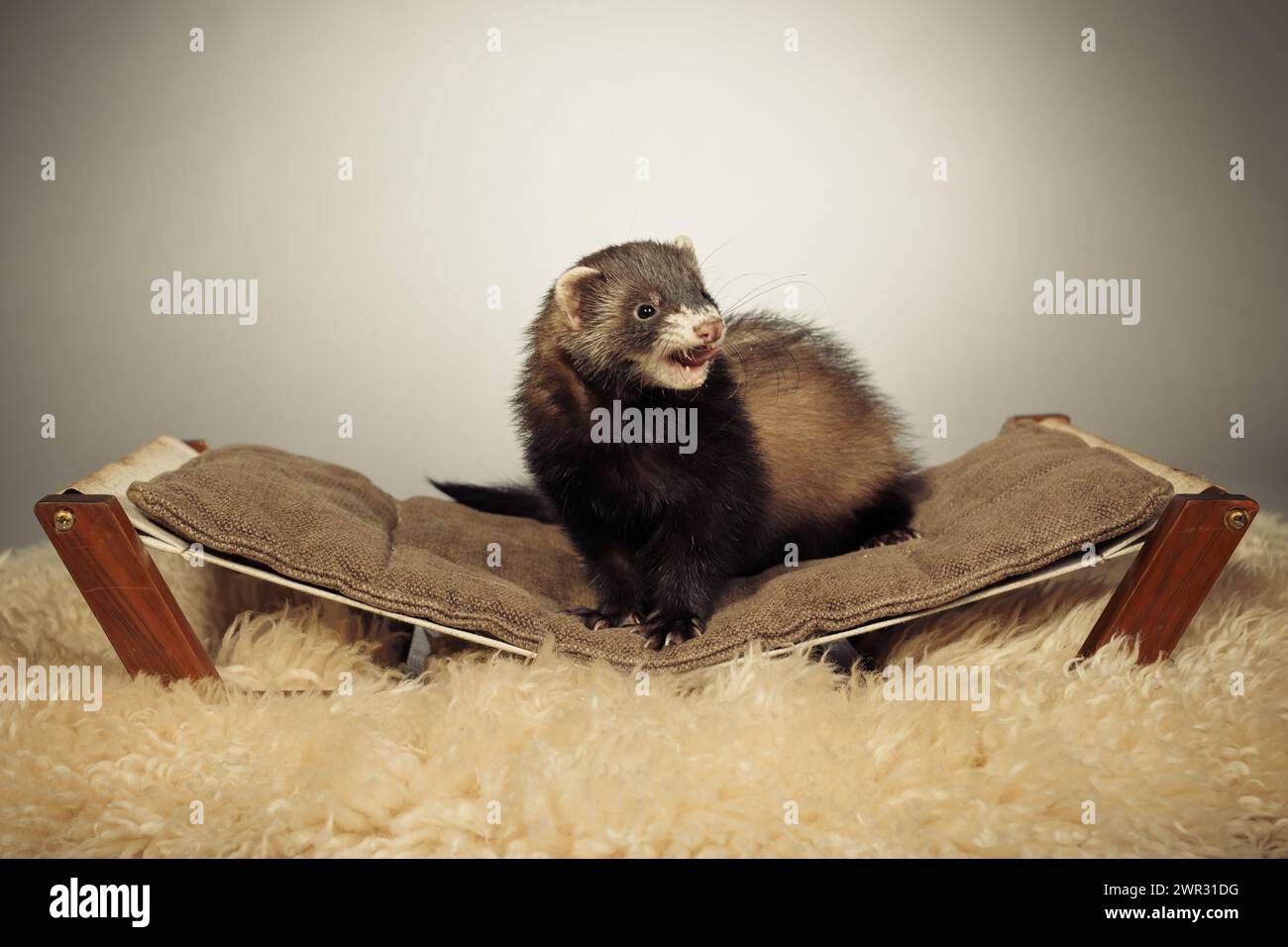 Standard color ferret indoor posing for portrait in studio Stock Photo ...