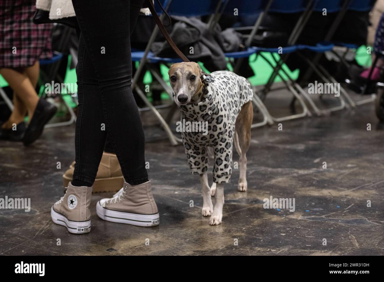 Crufts 2024 Whippet Ringside Funny Crufts Photo Credit: victoria ...