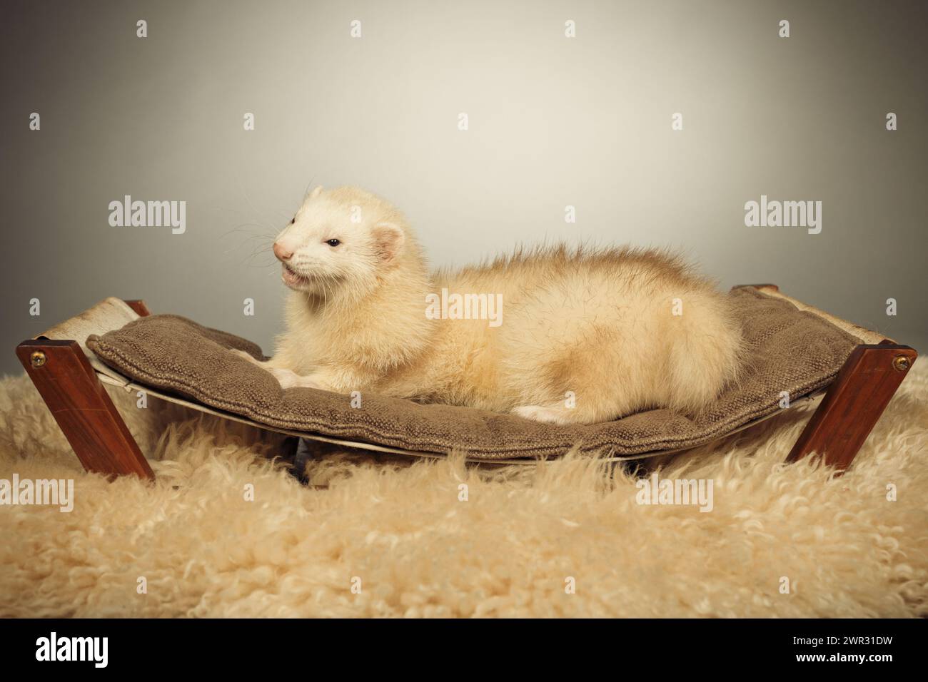 Light fur ferret laying on back indoor posing for portrait in studio ...