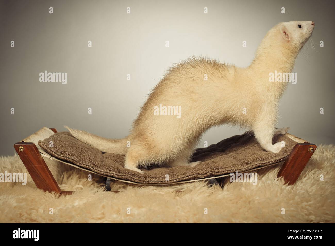 Light fur ferret laying on back indoor posing for portrait in studio ...