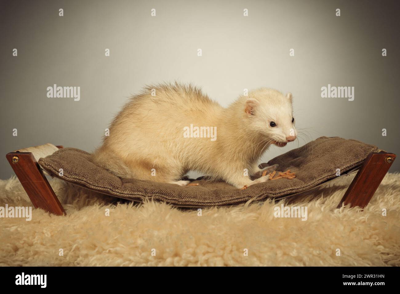 Light fur ferret laying on back indoor posing for portrait in studio ...
