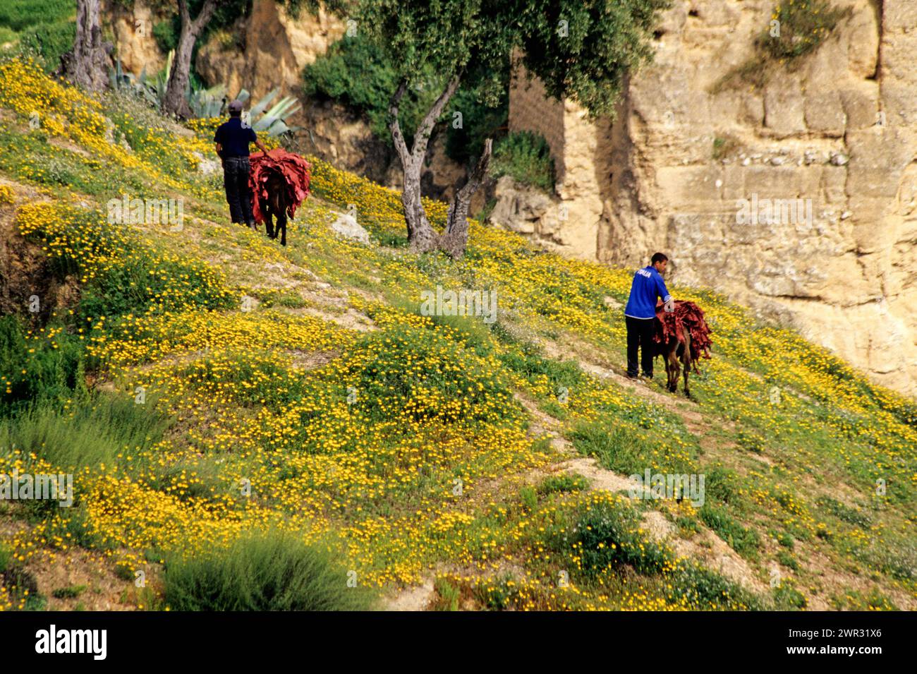 Fez, Morocco - Donkeys Carrying Dyed Animal Skins back to the Old City ...