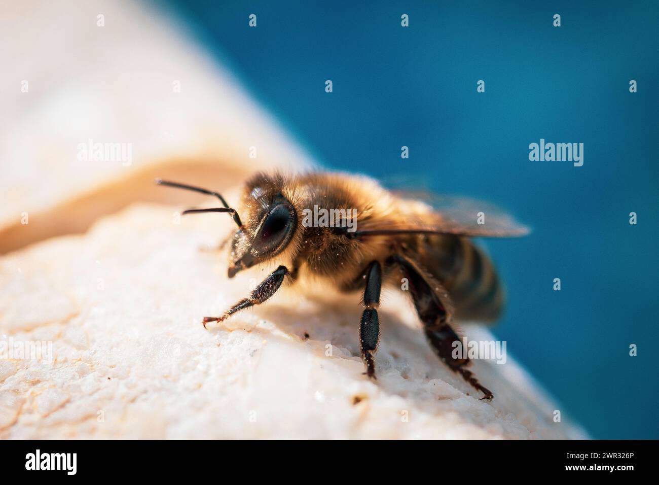 Bee replenishing energy at the edge of a pool. Concept nature, wildlife ...