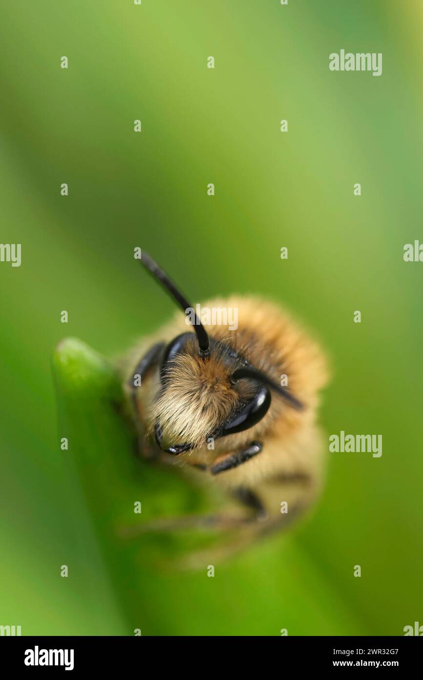 Detailed closeup on a cute male Early Cellophane Bee,, Colletes ...