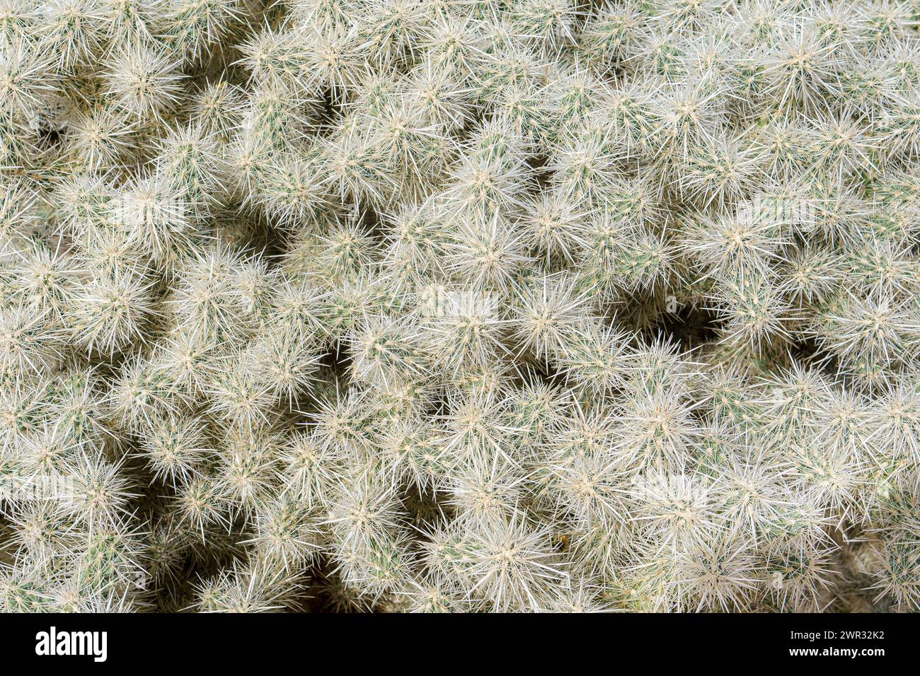 Silver Cholla cactus (Cylindropuntia echinocarpa) pattern and texture ...