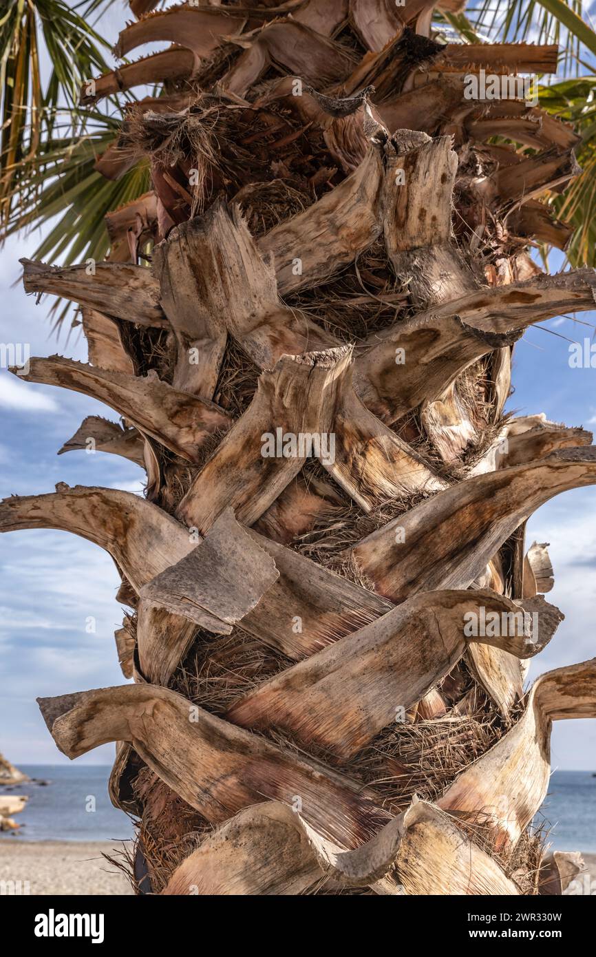 Détail du tronc d'un palmier Stock Photo - Alamy