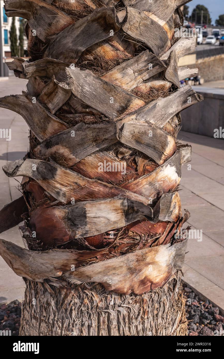 Détail du tronc d'un palmier Stock Photo - Alamy