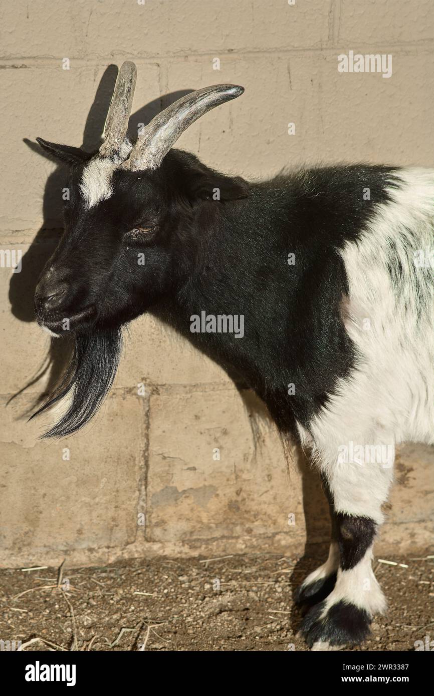 Black and white goat with prominent horns, good-natured and relaxed ...