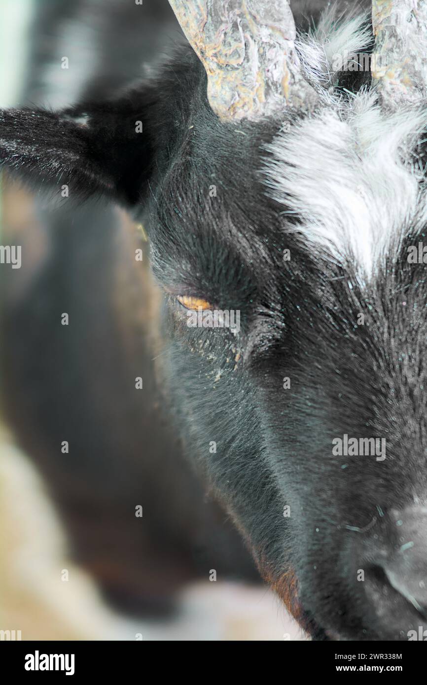 Black and white goat with prominent horns, good-natured and relaxed ...