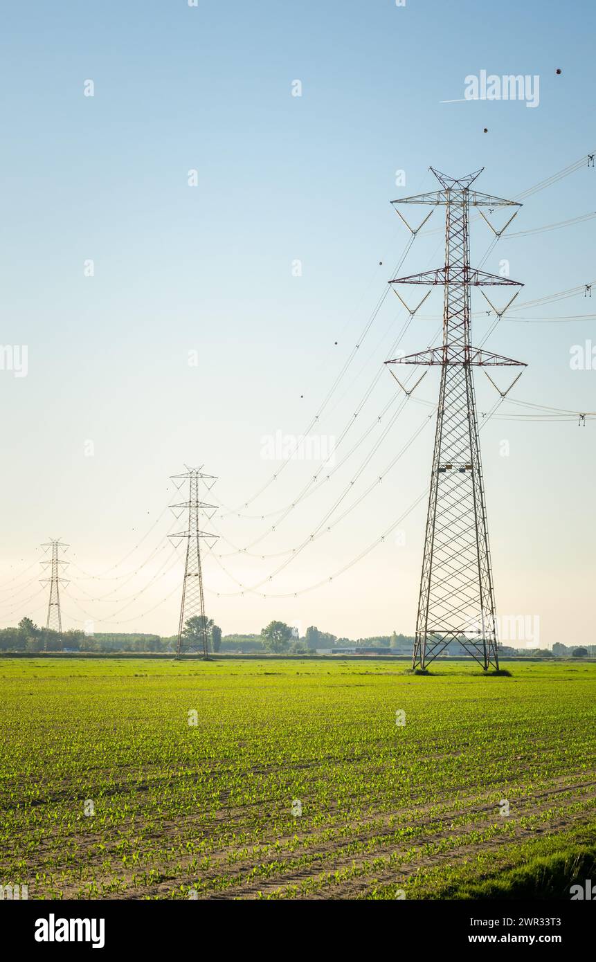 Electricity pylons supporting high voltage lines over cultivated fields ...