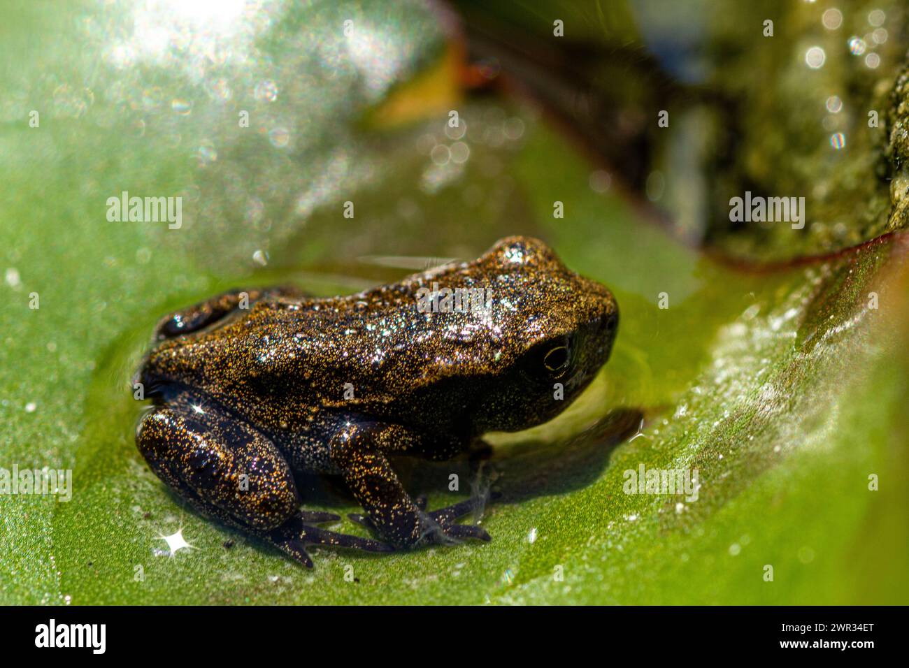 Paedophryne amauensis hi-res stock photography and images - Alamy