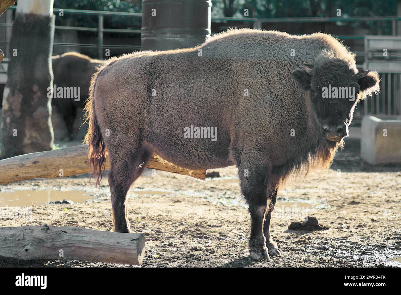 Bison social structure hi-res stock photography and images - Alamy