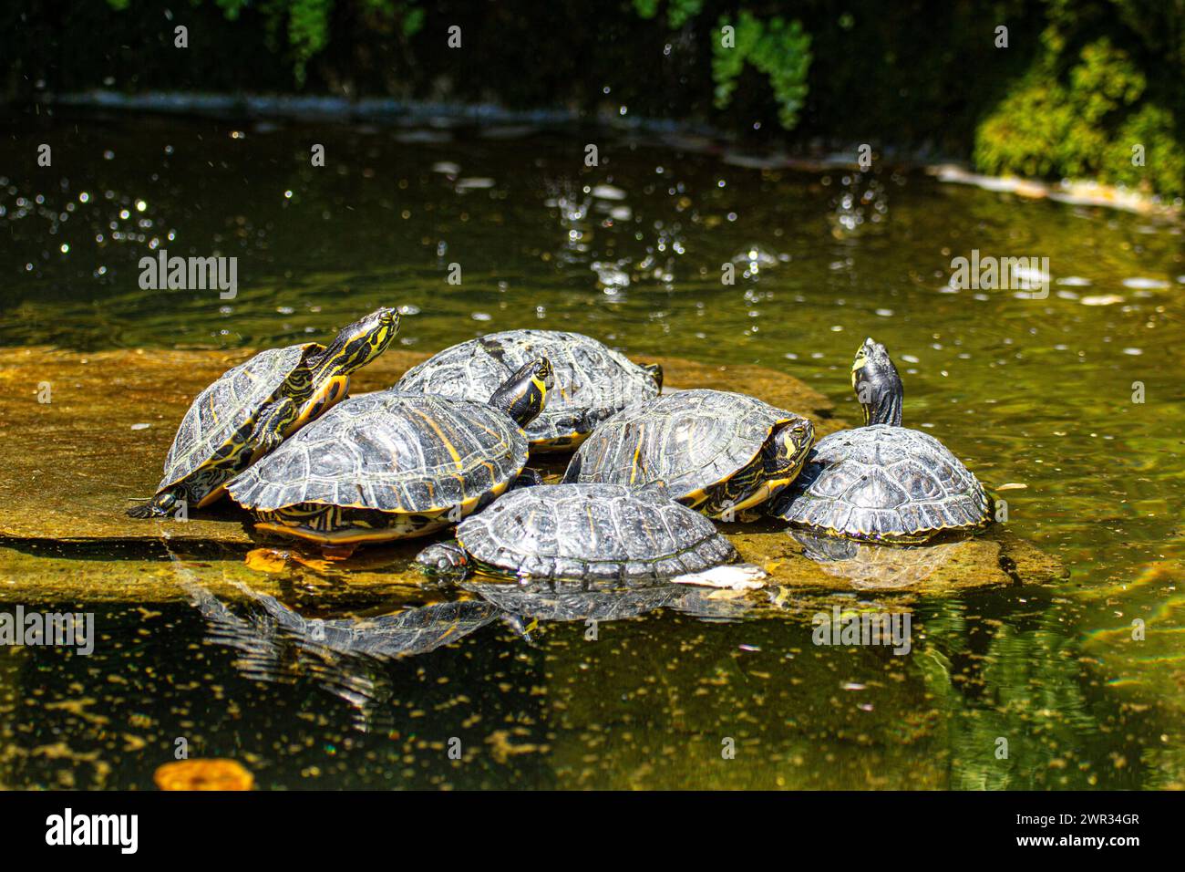Trachemys dorbigni dorbigni hi-res stock photography and images - Alamy