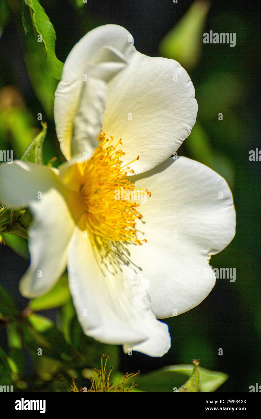 Cherokee rose rosa laevigata hi-res stock photography and images - Alamy
