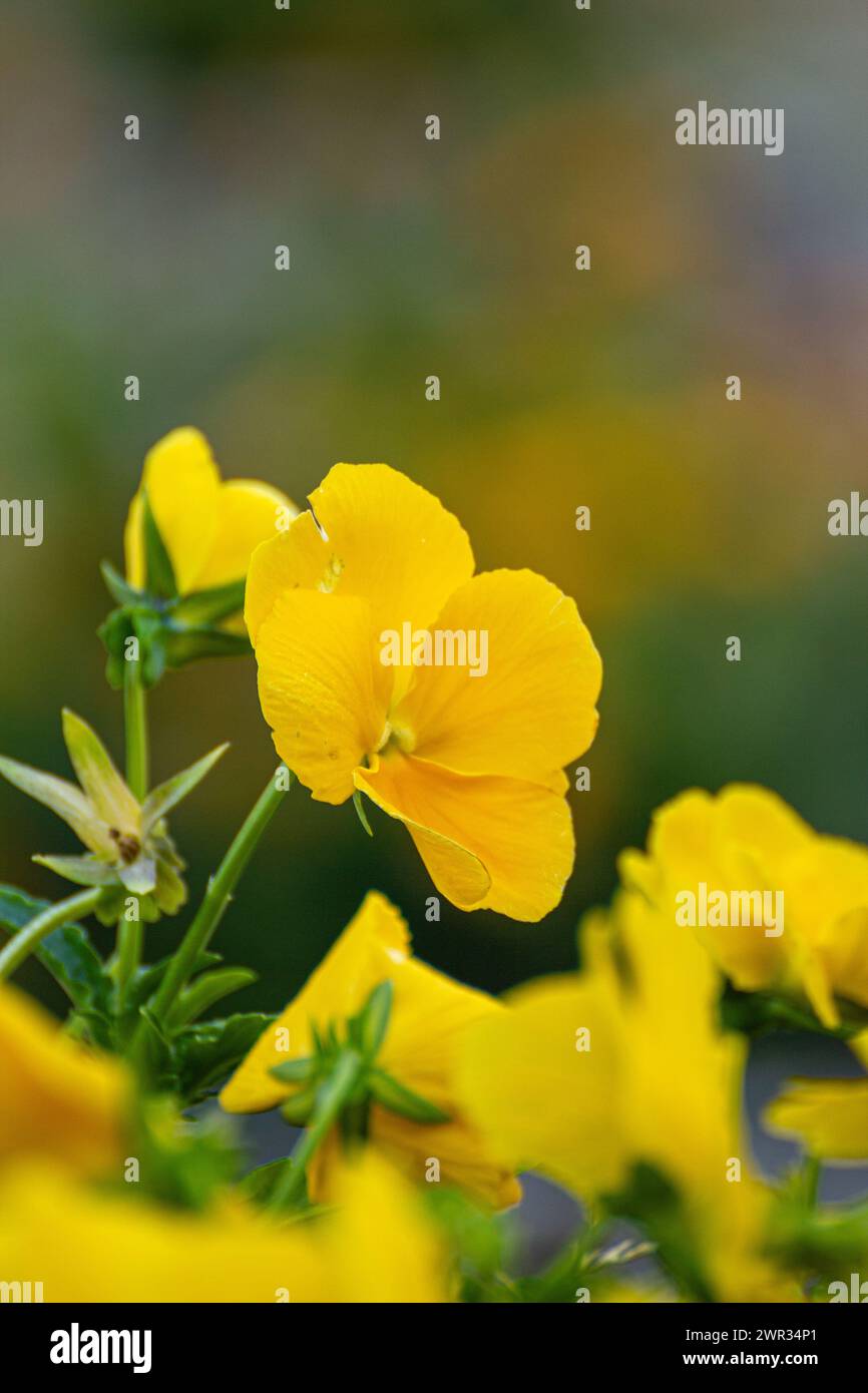 Stamens with bright yellow filaments hi-res stock photography and ...