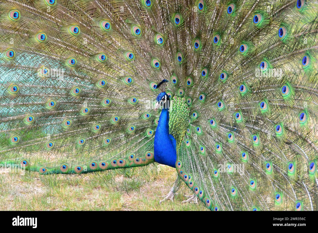 Iridescent peacock plumage hi-res stock photography and images - Alamy
