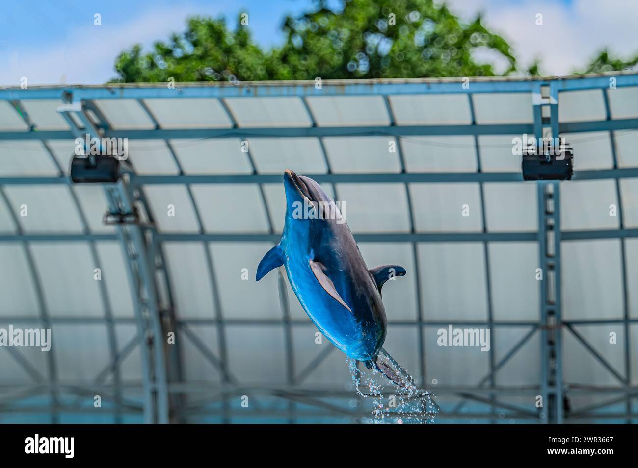 Dolphins in the dolphinarium. Kharkiv Dolphinarium Nemo, a bottlenose ...