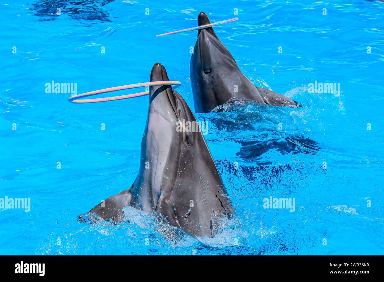 The cute dolphin swims in his pool at the dolphinarium and performs on ...