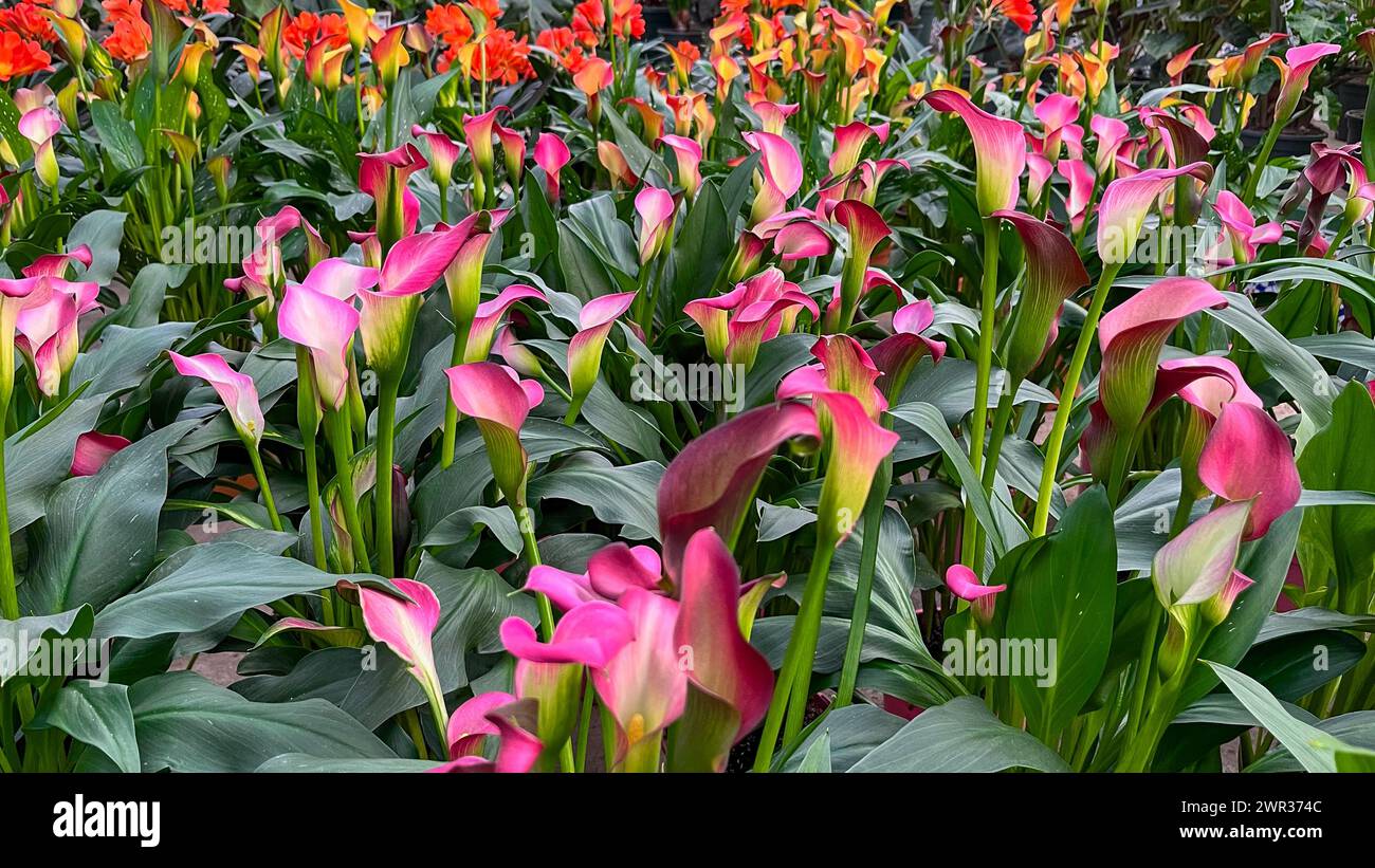 Set of pots with red calla flowers in greenhouse Stock Photo - Alamy