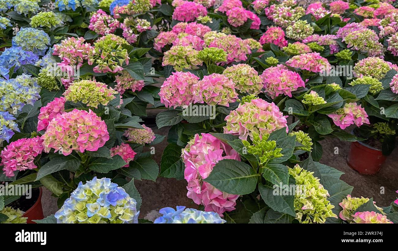 Set of pots with hydrangea flowers in greenhouse Stock Photo - Alamy
