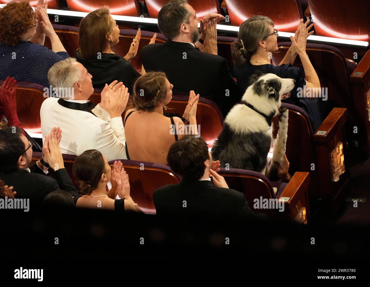 Messi the dog from the film "Anatomy of a Fall" appears in the audience ...