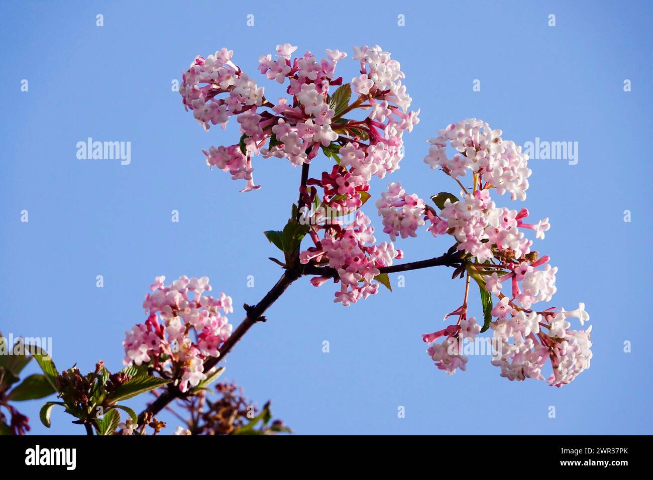 Pink snowball, March, Germany Stock Photo - Alamy