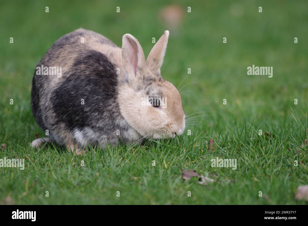 Rabbit (Oryctolagus cuniculus domestica), pet, grass, outside, green ...