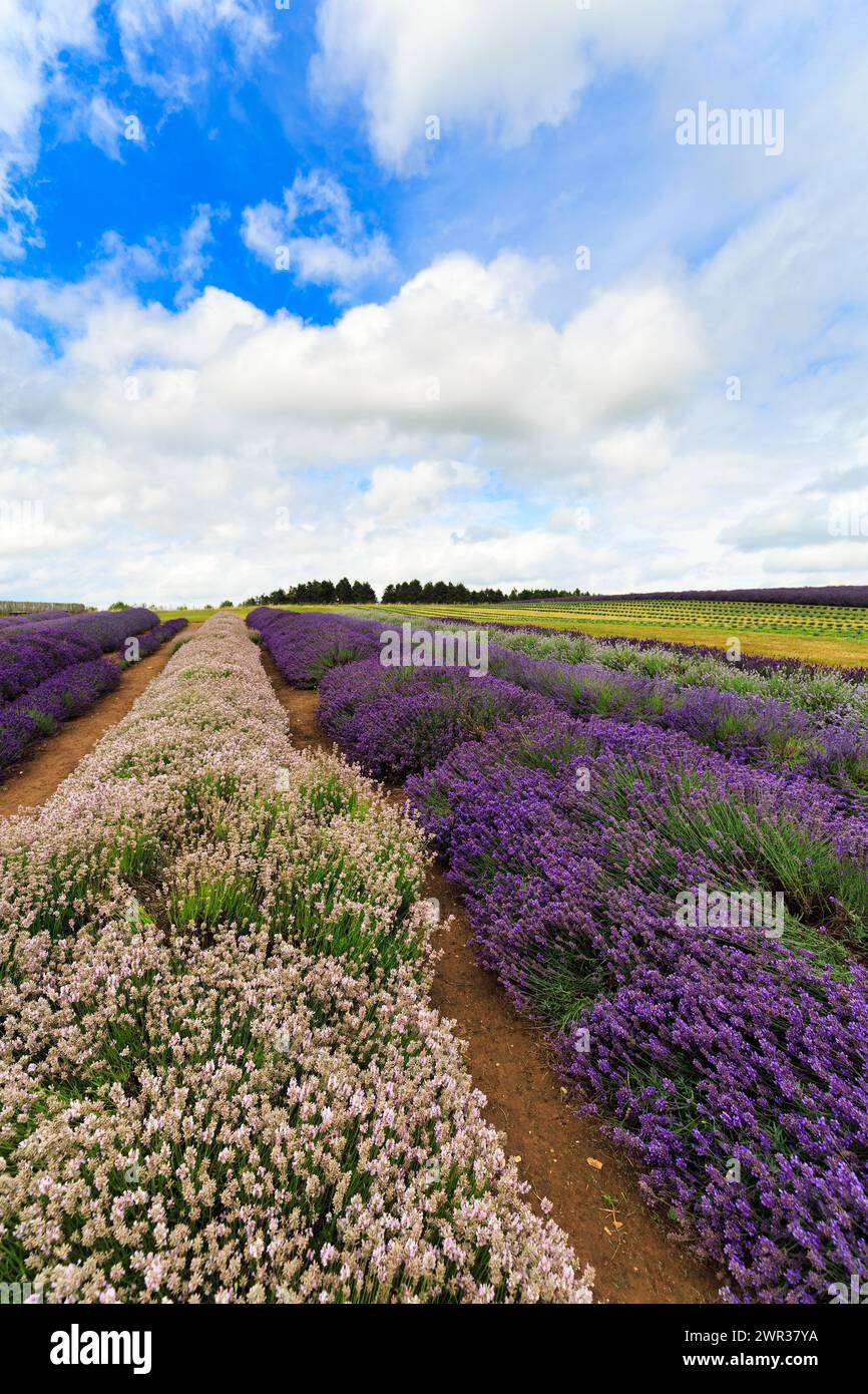 Lavender (Lavandula), lavender field on a farm, different varieties ...