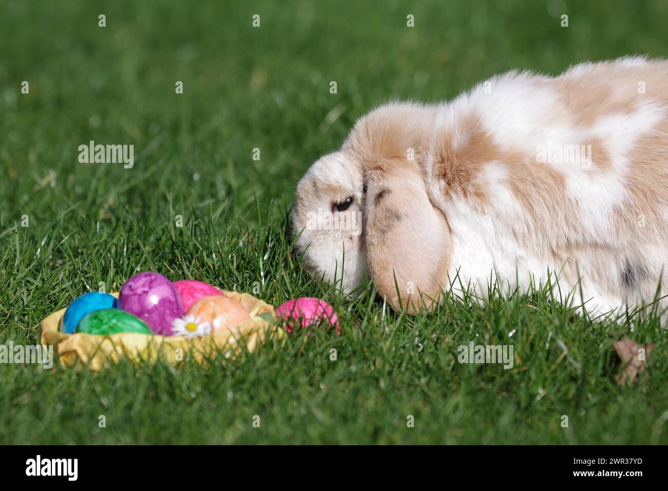 Rabbit (Oryctolagus cuniculus domestica), ram rabbit, floppy ear ...