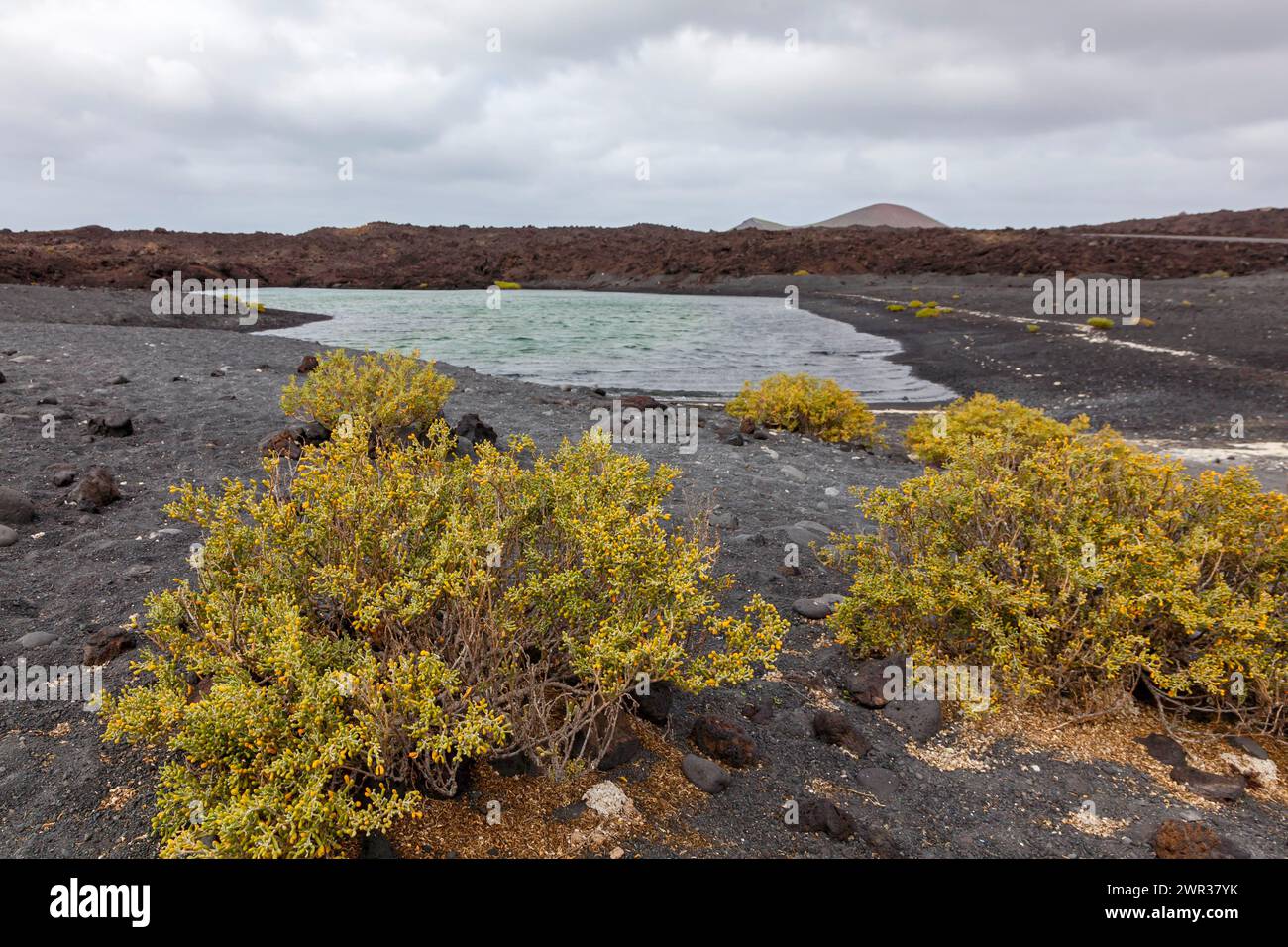 Water basin at Playa de Montana Bermeja, vore Desfontaines yoke leaf ...