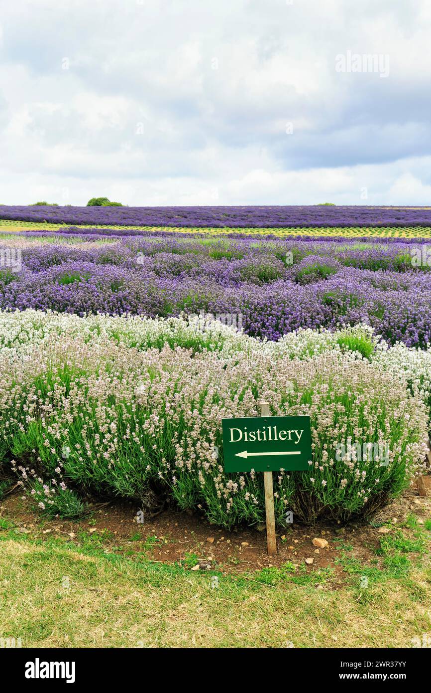 Sign with inscription distillery, lavender (Lavandula), blue and white ...