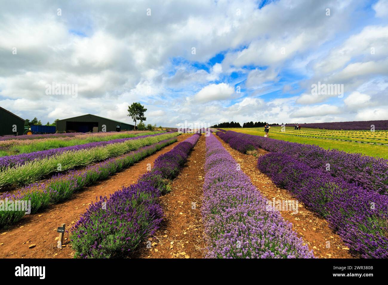 Lavender (Lavandula), lavender field on a farm, different varieties ...