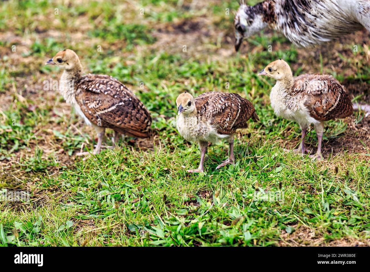 Three little birds hi-res stock photography and images - Alamy