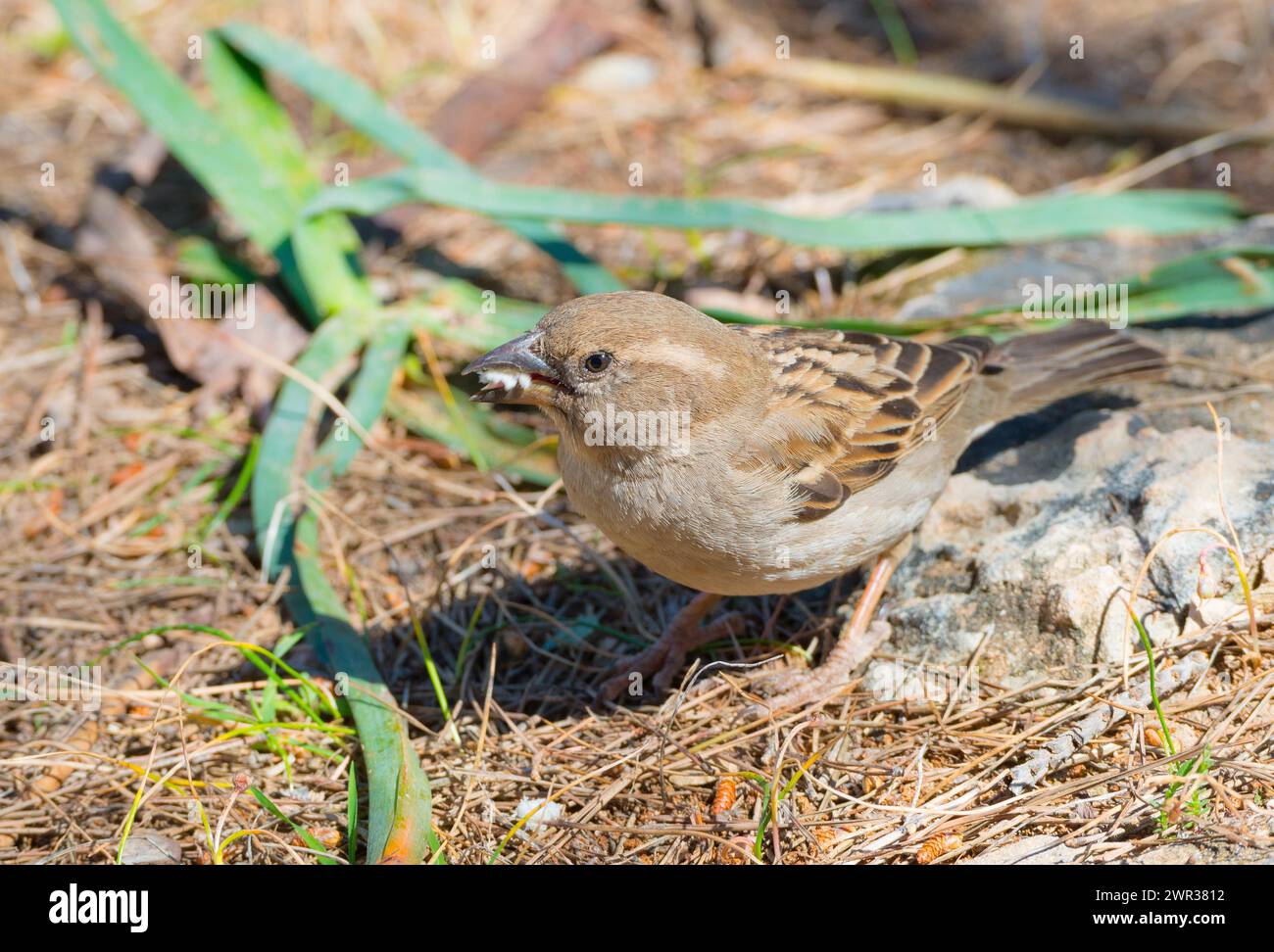 House sparrow (Passer domesticus) or sparrow or house sparrow, female ...