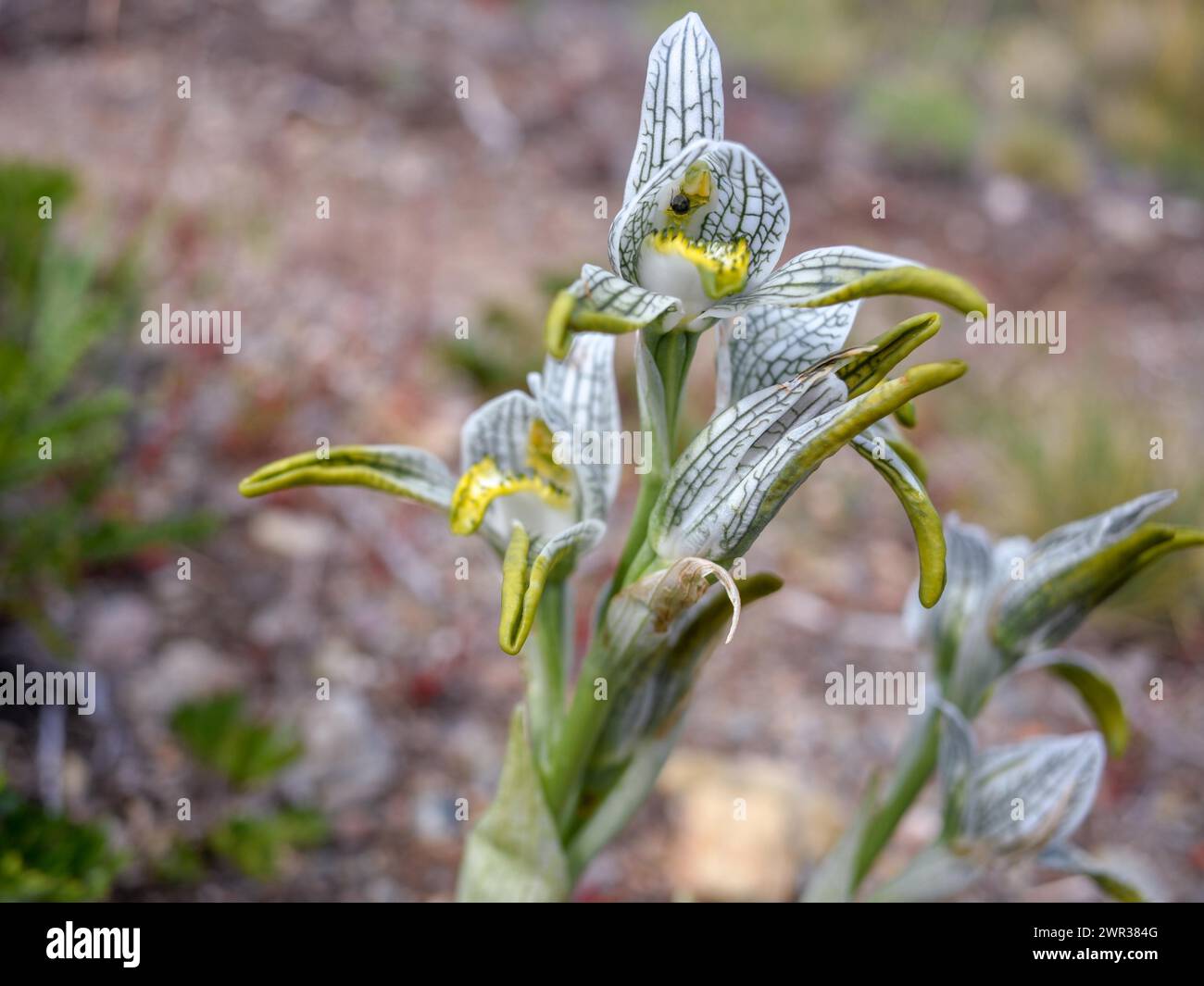 Porcelain orchid (Chloraea magellanica) in Perito Moreno National Park ...