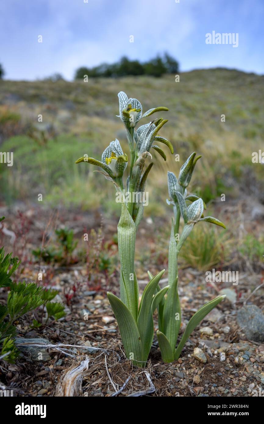 Porcelain orchid (Chloraea magellanica) in Perito Moreno National Park ...