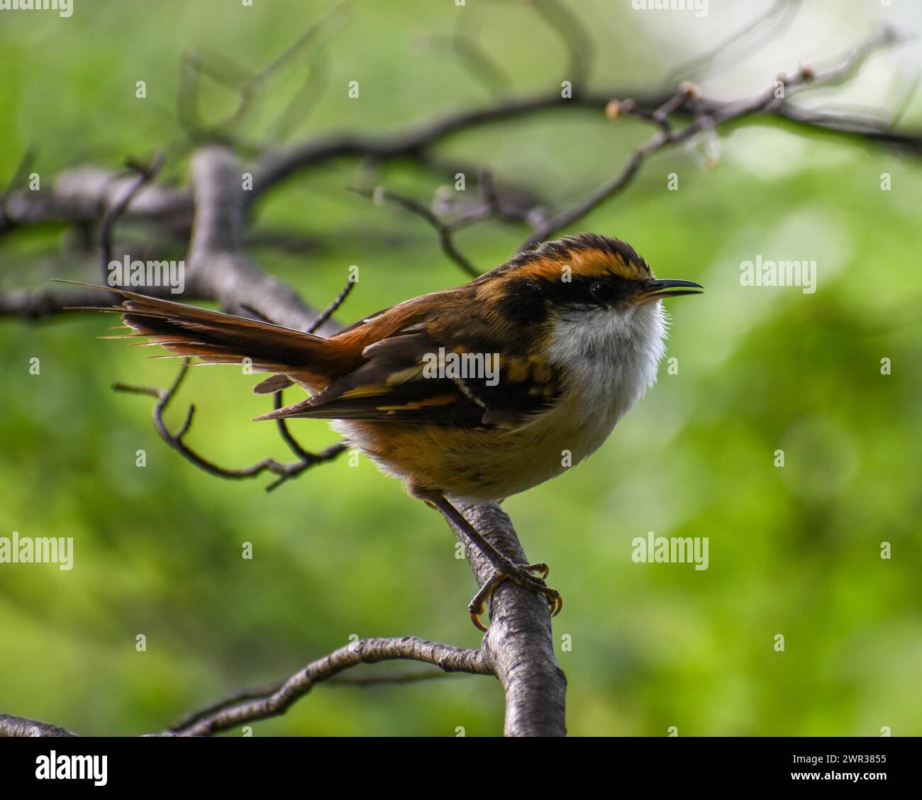 Free-living Spiny-tailed Wren (Aphrastura spinicauda), seen in Perito ...