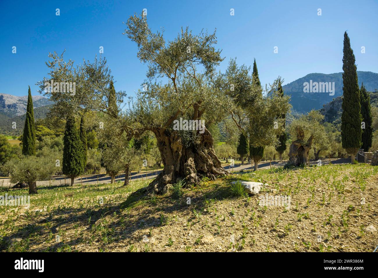 Olive trees and cypresses, Orient, Serra de Tramuntana, Majorca ...