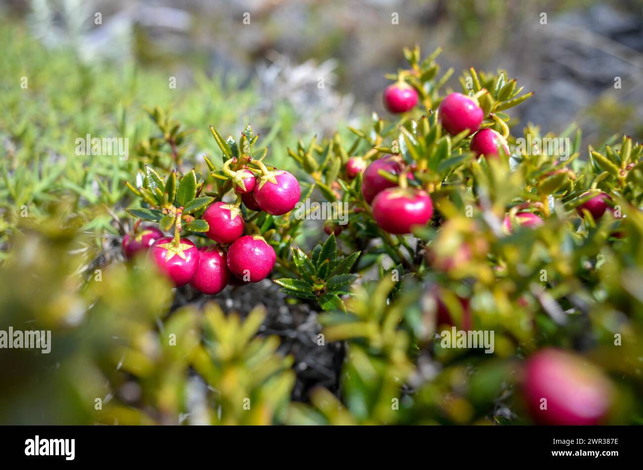 Crowberry empetrum rubrum hi-res stock photography and images - Alamy