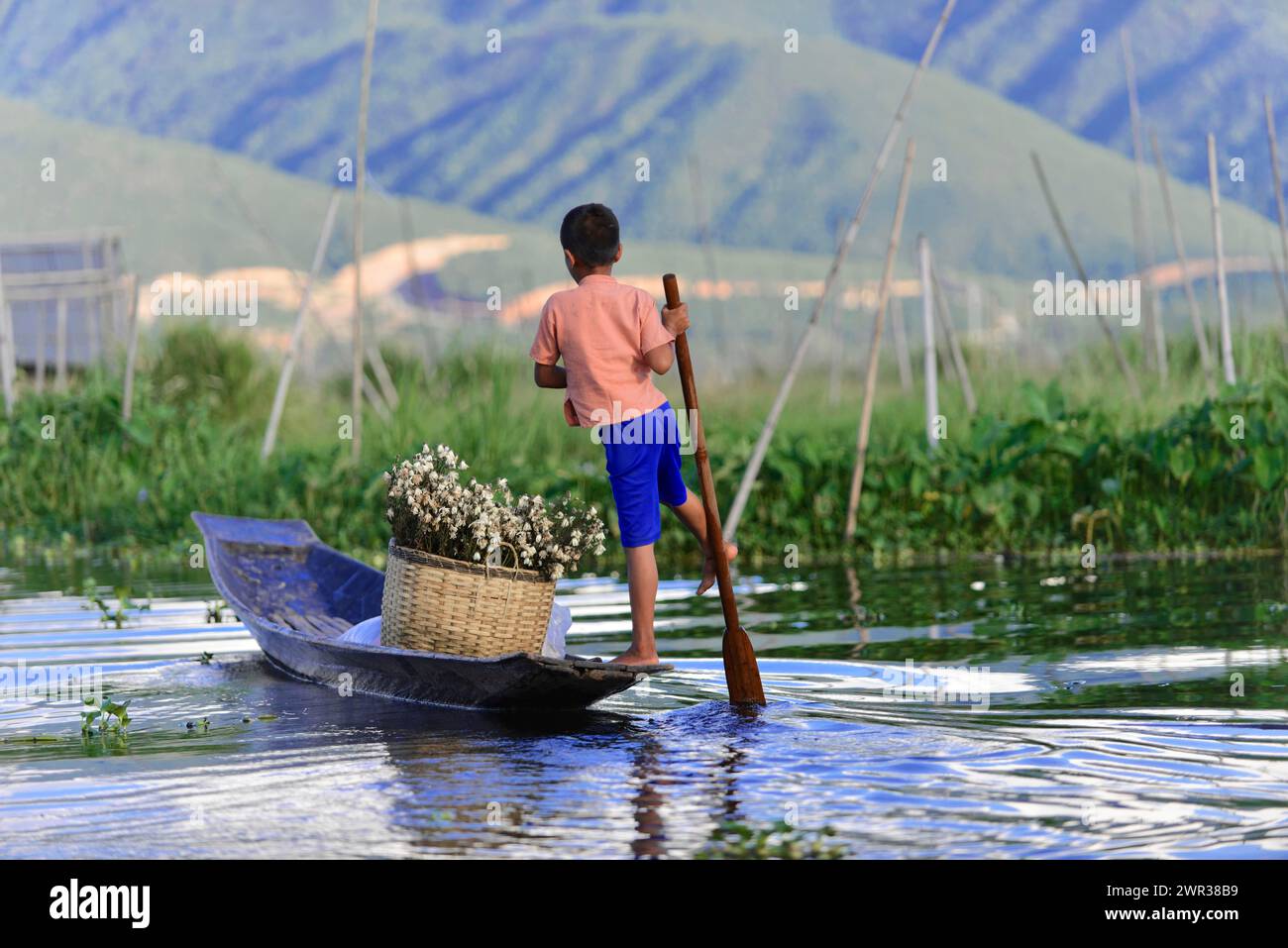 Aquatic plants asia hi-res stock photography and images - Alamy