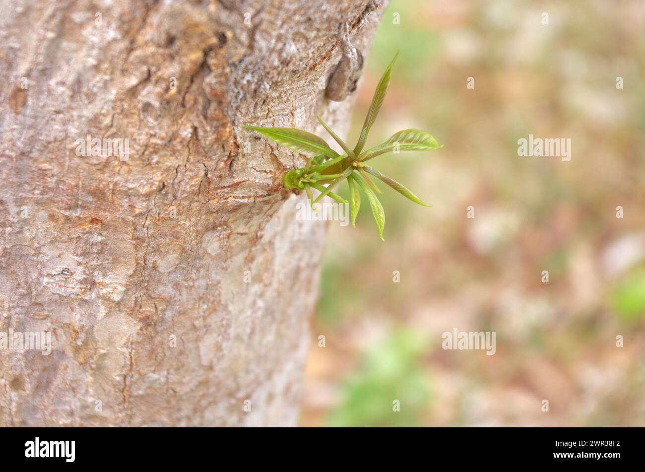 Mango tree trunk hi-res stock photography and images - Alamy