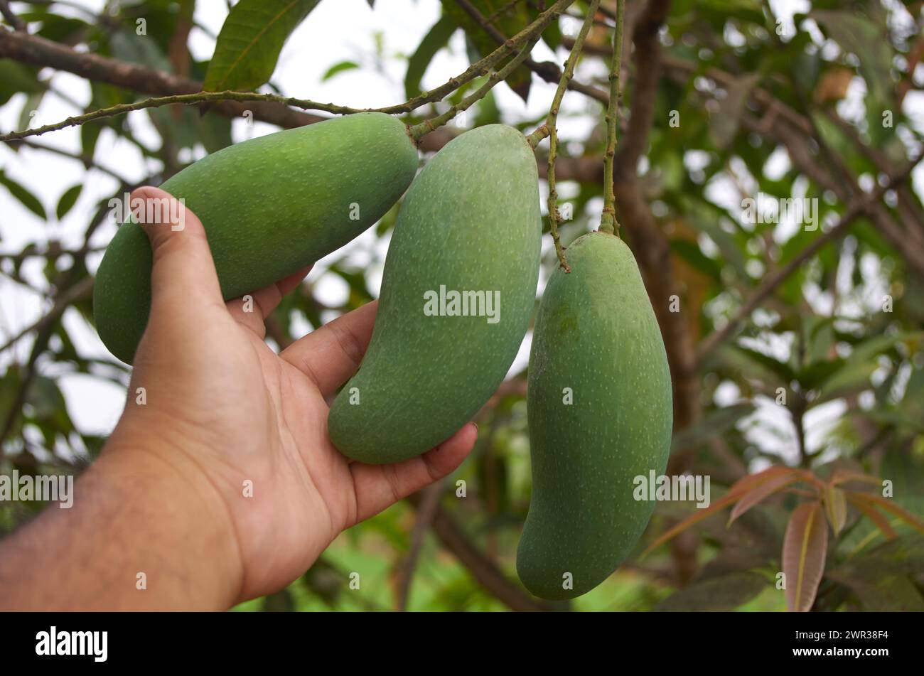 hand holding the mangoes that hanging on the tree Stock Photo - Alamy